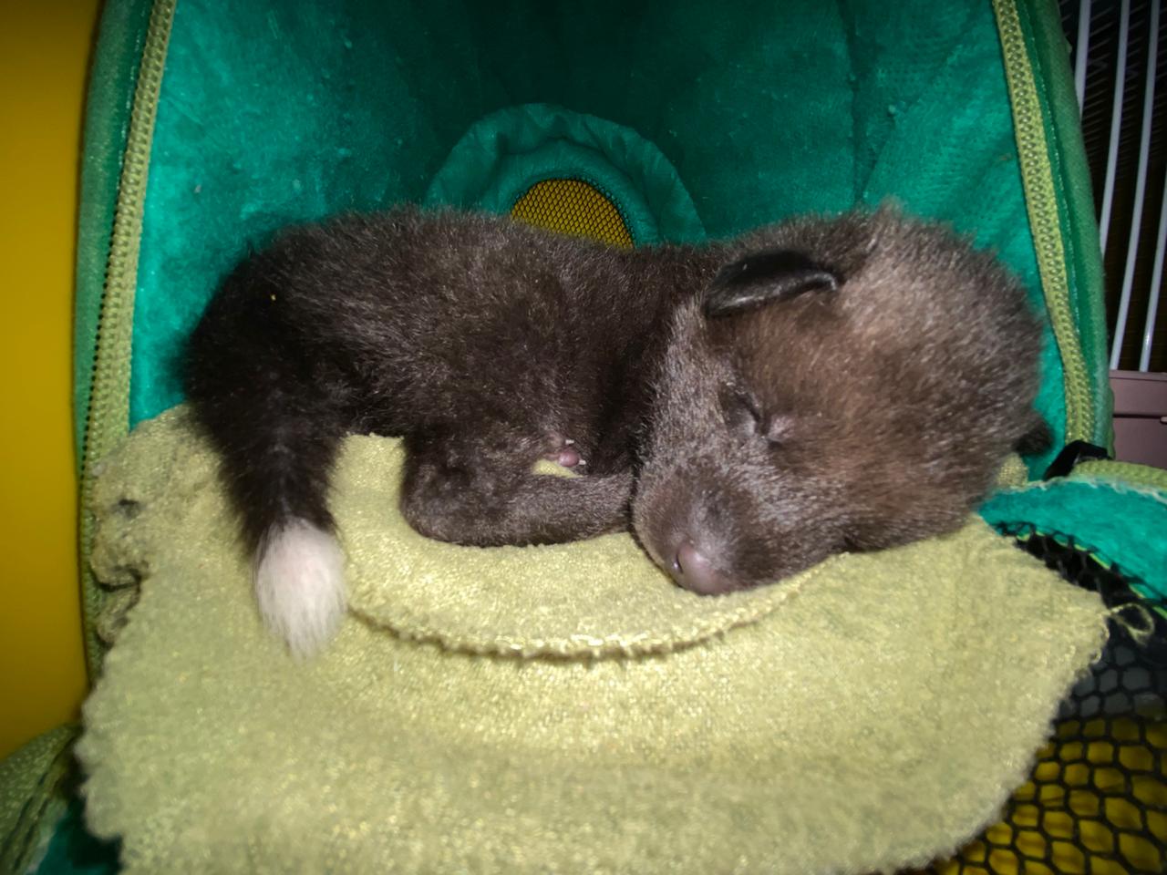 Filhote de lobo-guará nasce no Zoológico de Guarulhos - Guarulhos Hoje