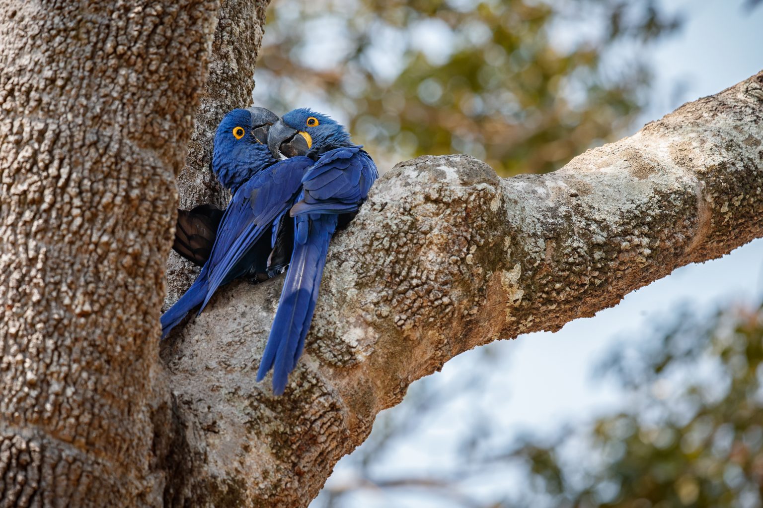 Depois de mais de 20 anos, ararinha-azul volta aos céus da Caatinga ...